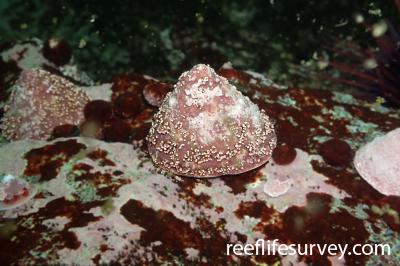 Acmaea mitra - Whitecap limpet | Reef Life Survey