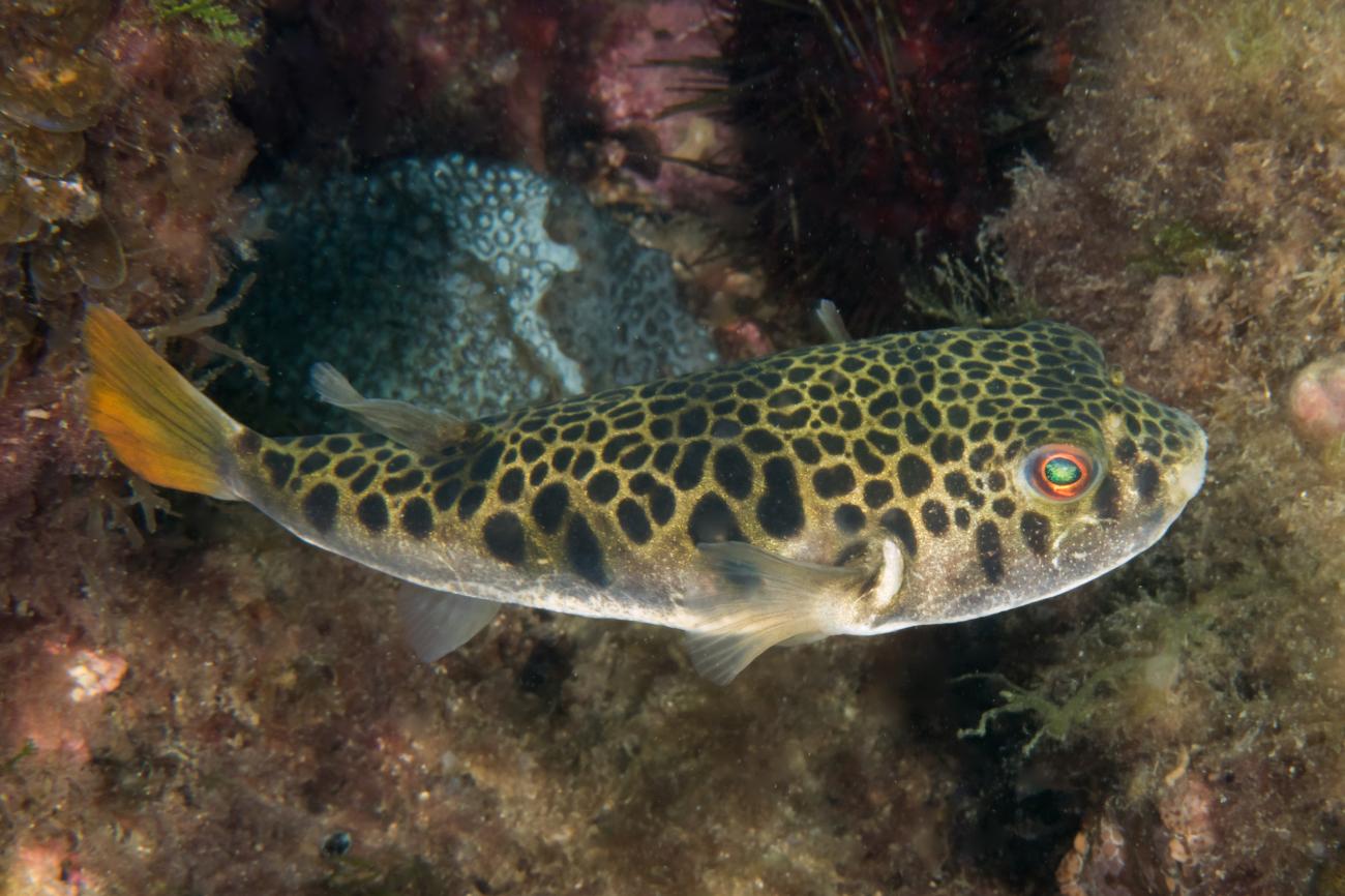 Tetractenos glaber - Smooth Toadfish | ReefLifeSurvey.com