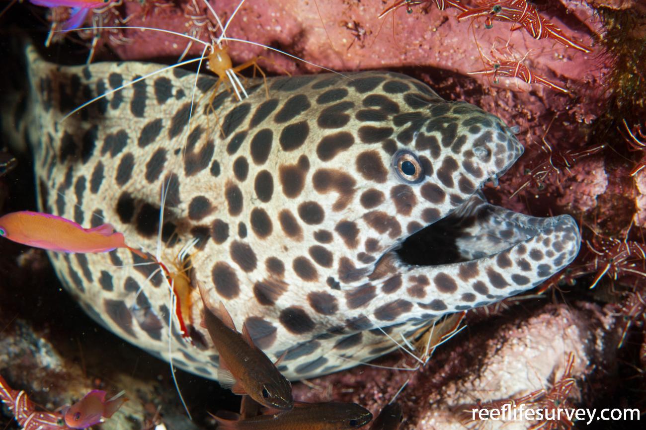 Gymnothorax isingteena - Spotted Moray Eel | ReefLifeSurvey.com