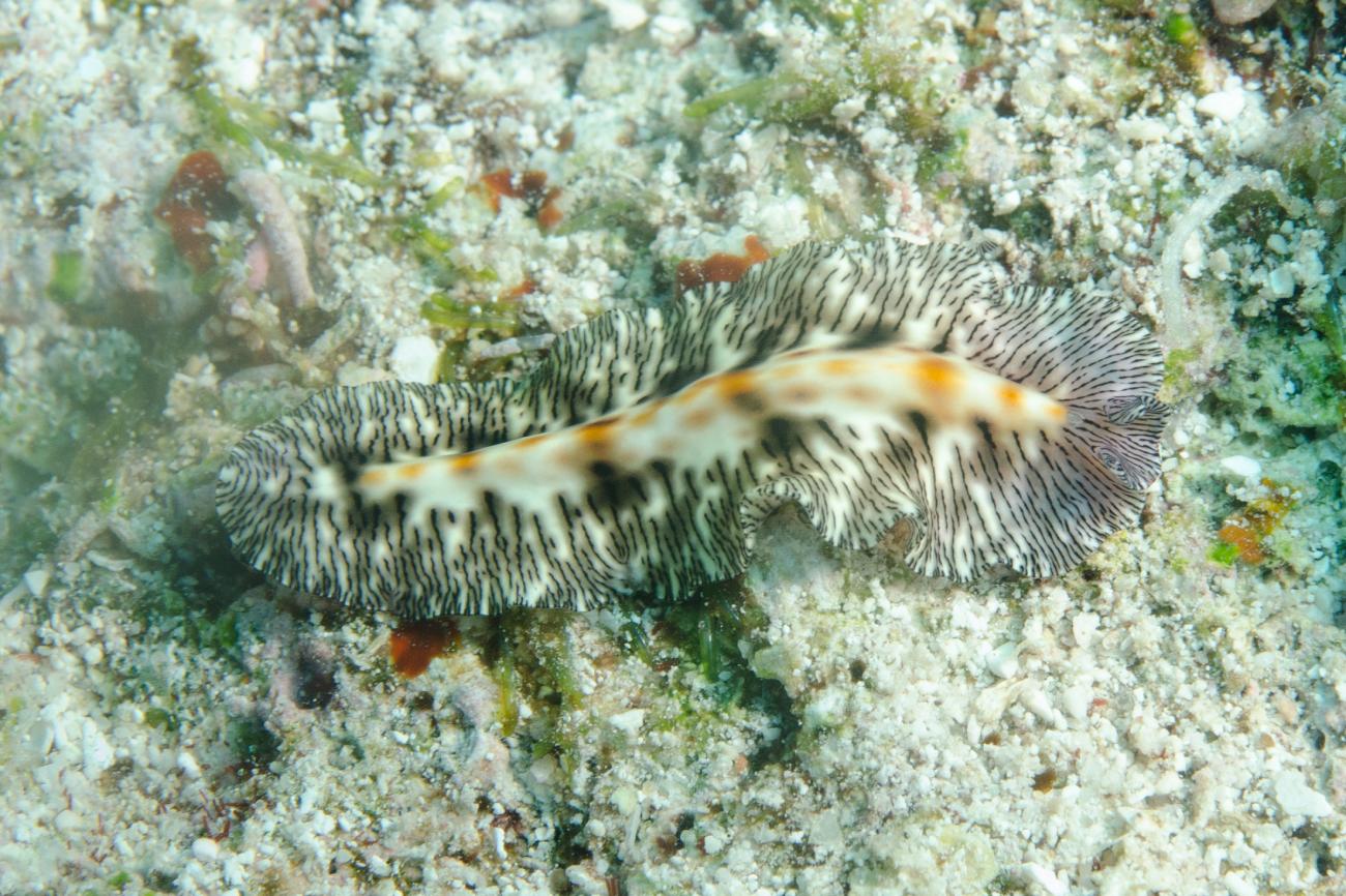 Maritigrella eschara - | ReefLifeSurvey.com