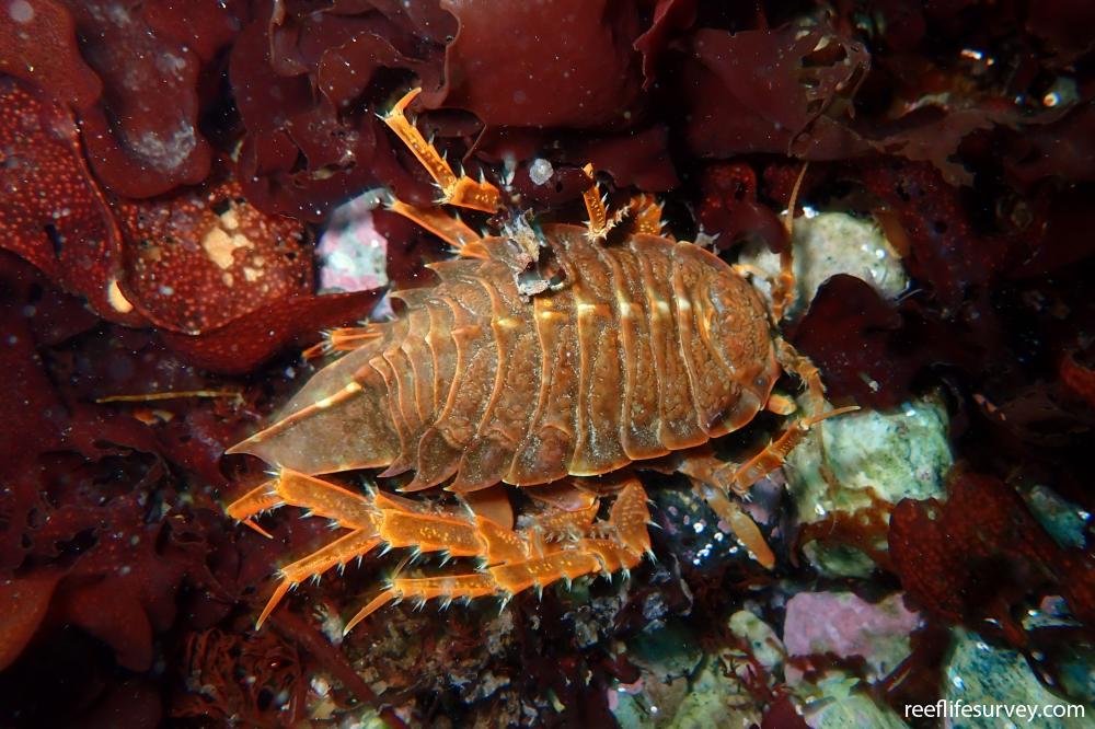 Glyptonotus antarcticus - Giant Antarctic Isopod | Reef Life Survey