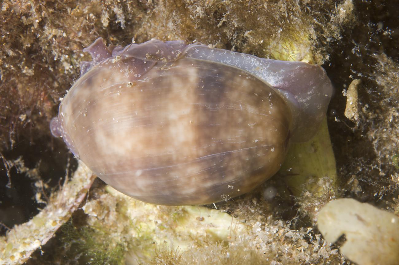 Bulla quoyii - | ReefLifeSurvey.com