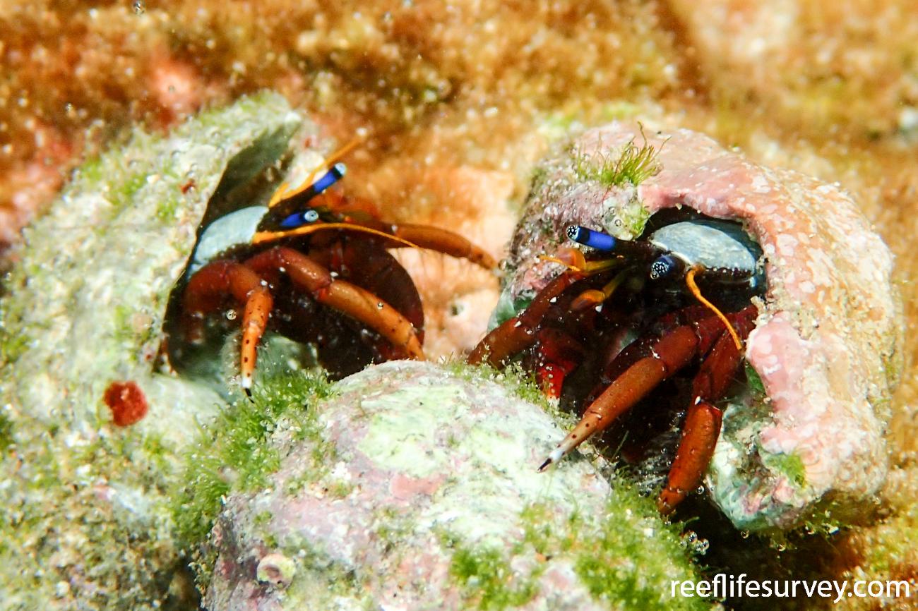 Calcinus morgani - | ReefLifeSurvey.com