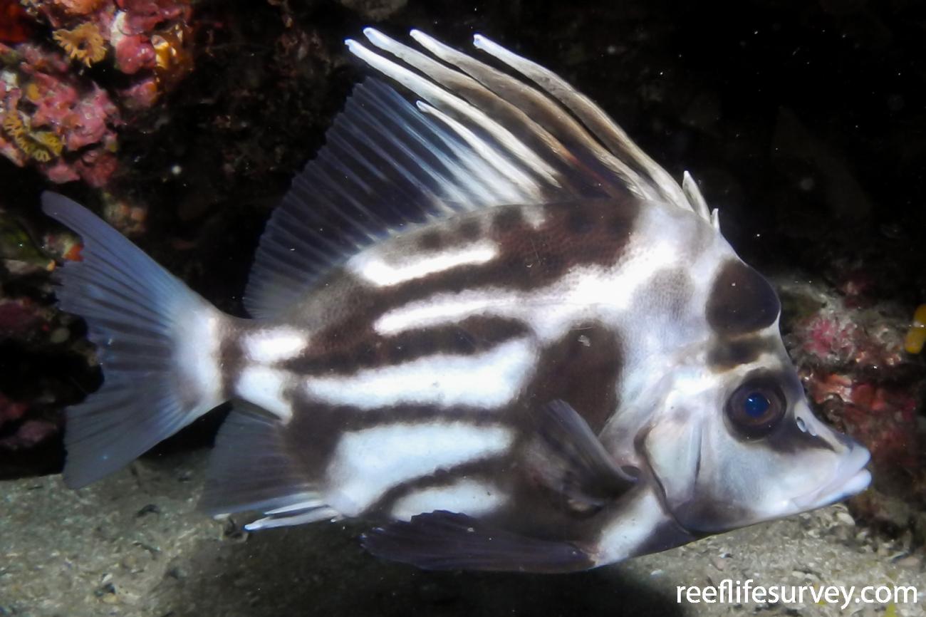 Paristiopterus gallipavo - Yellowspotted Boarfish | ReefLifeSurvey.com