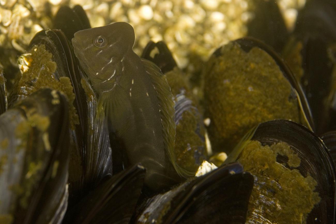 Omobranchus anolius - Oyster Blenny | ReefLifeSurvey.com