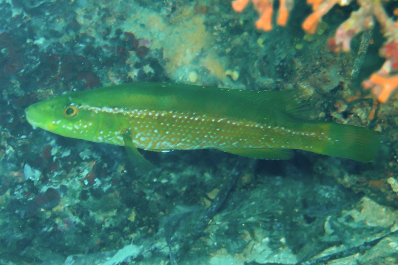 Labrus viridis - Green Wrasse | ReefLifeSurvey.com