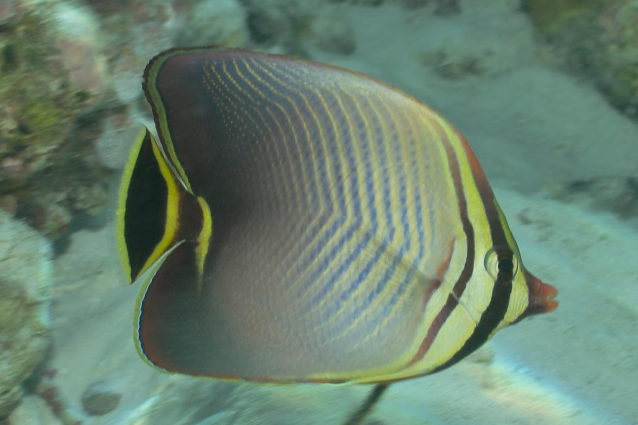 Chaetodon triangulum - Herringbone Butterflyfish | ReefLifeSurvey.com