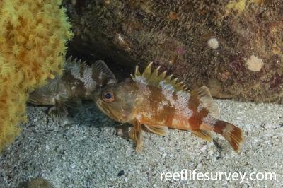 Helicolenus percoides - Red gurnard perch | Reef Life Survey