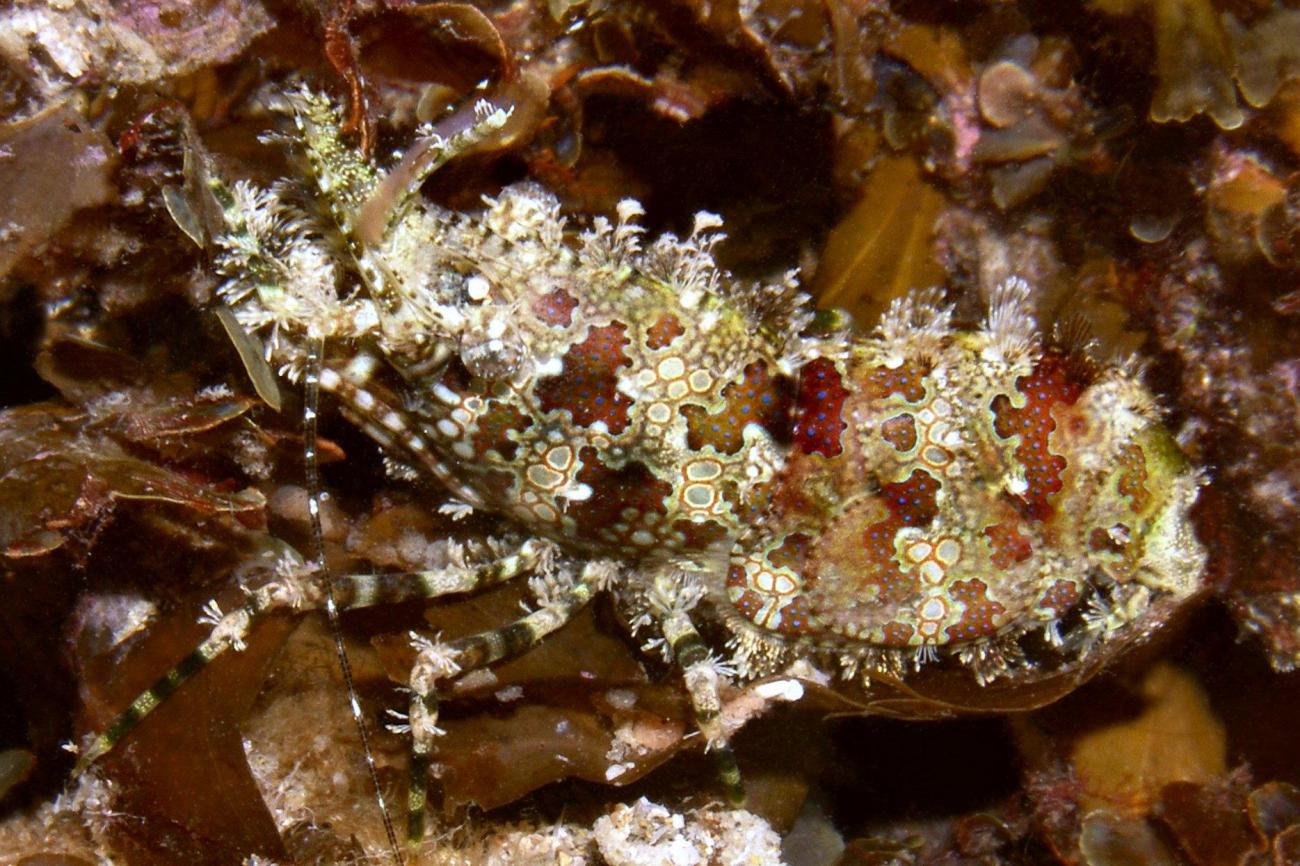 Saron marmoratus - | ReefLifeSurvey.com