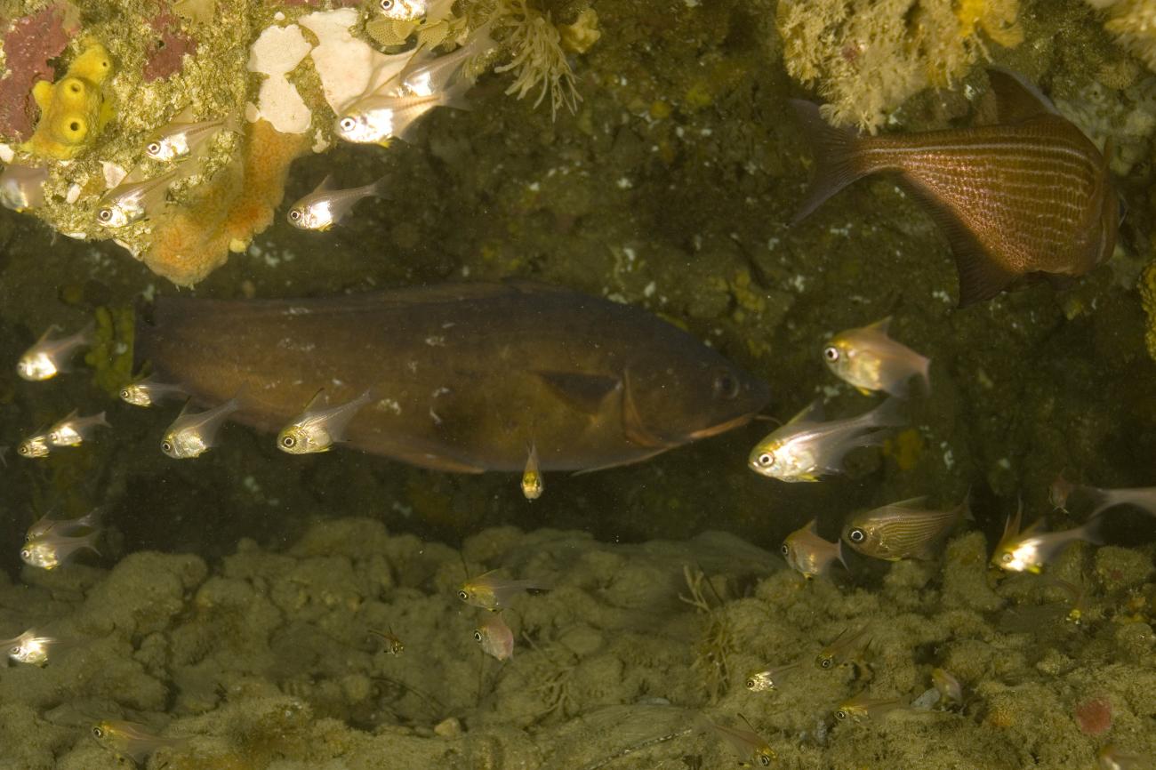 Pseudophycis barbata - Bearded Cod | ReefLifeSurvey.com