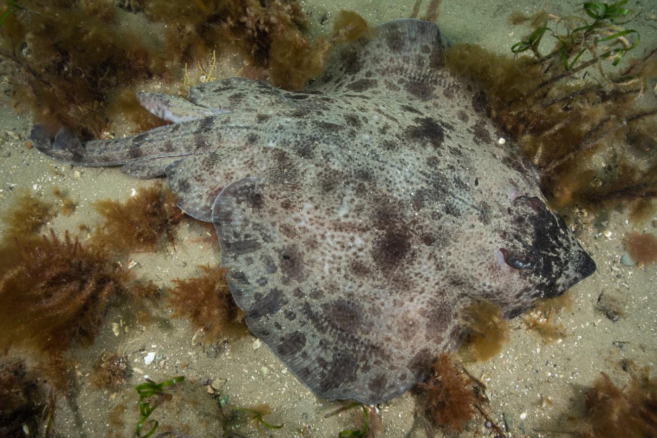Dentiraja lemprieri - Thornback Skate | ReefLifeSurvey.com