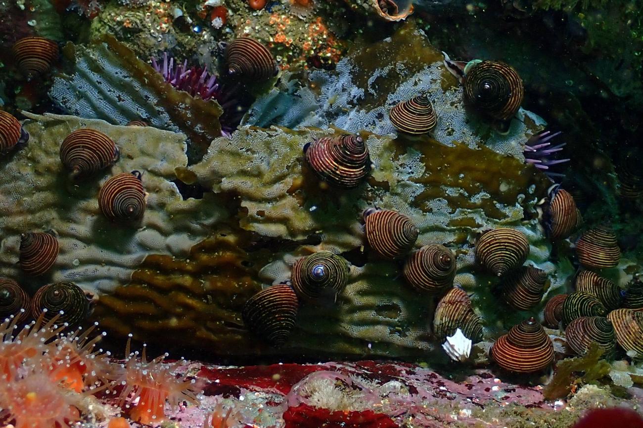 Calliostoma ligatum - Blue Top Shell | ReefLifeSurvey.com