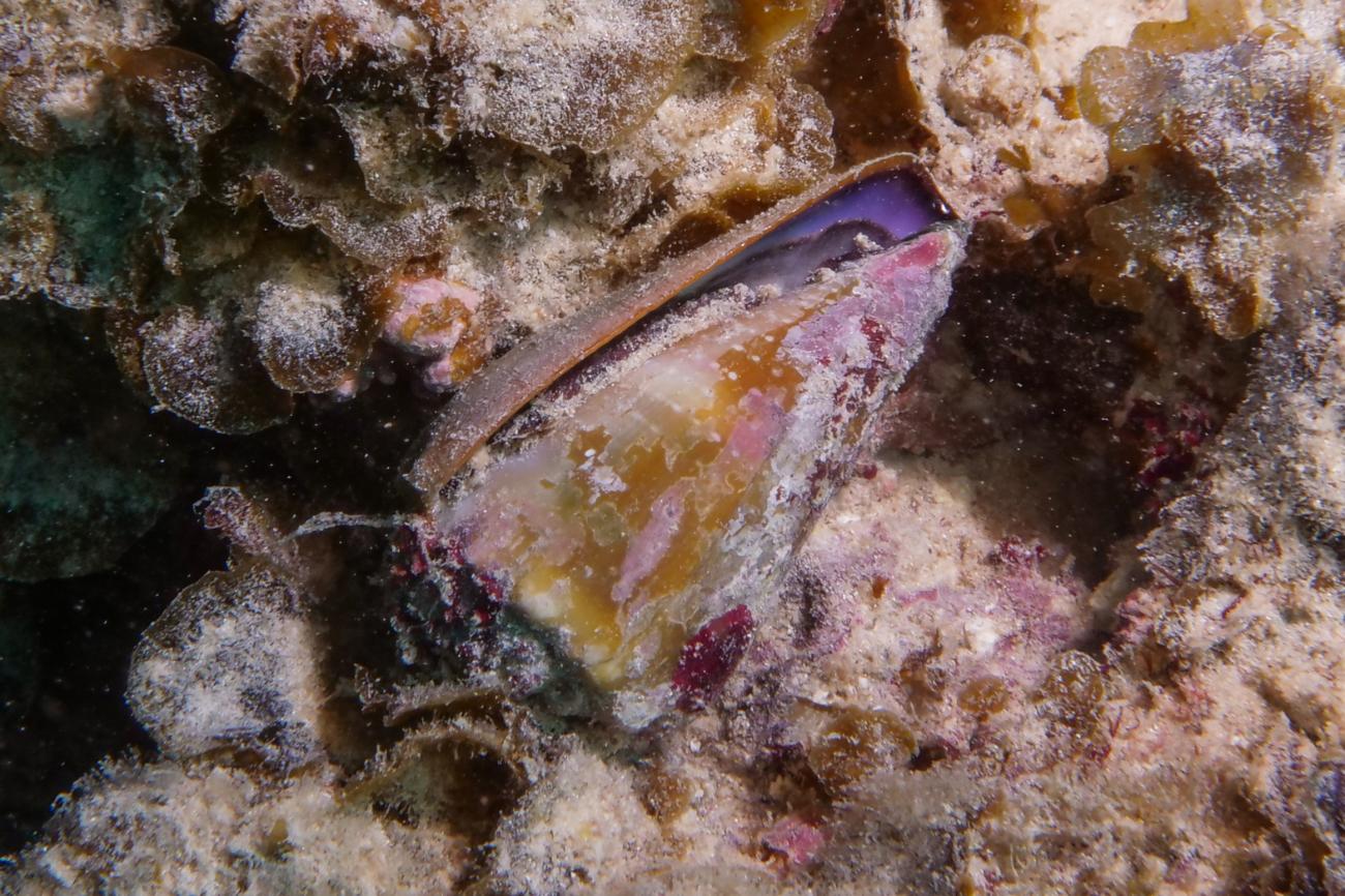 Conus flavidus - Yellow Pacific Cone | ReefLifeSurvey.com
