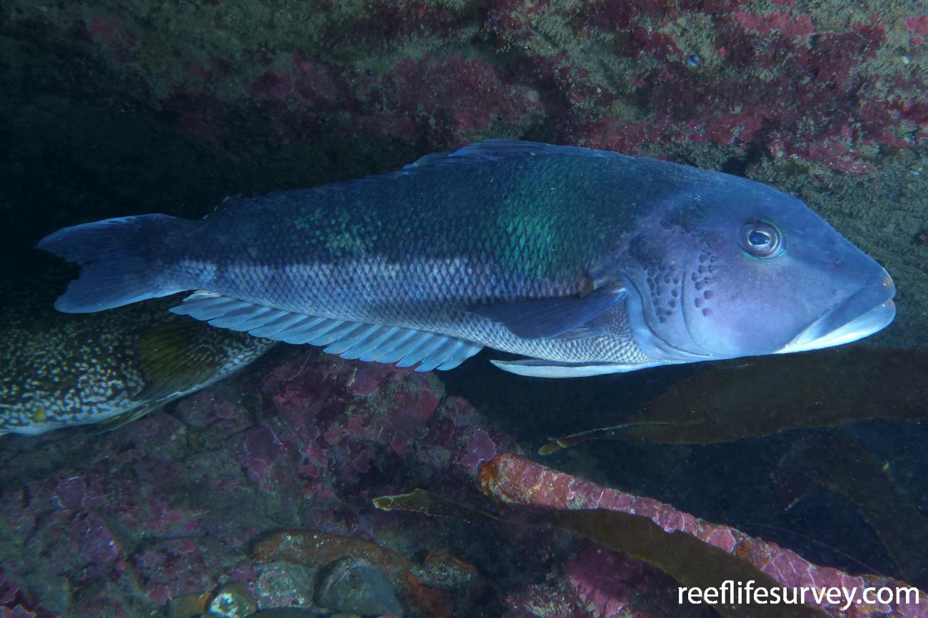 Parapercis colias - Blue Cod | ReefLifeSurvey.com