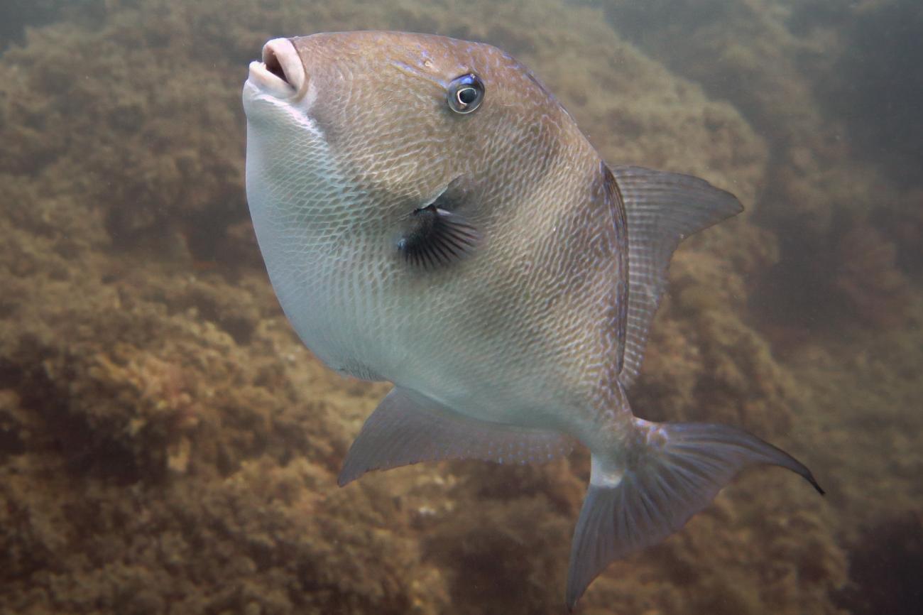 Balistes capriscus - Grey Triggerfish | ReefLifeSurvey.com
