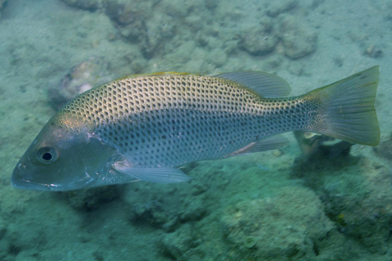 Lutjanus johnii - Golden Snapper | ReefLifeSurvey.com