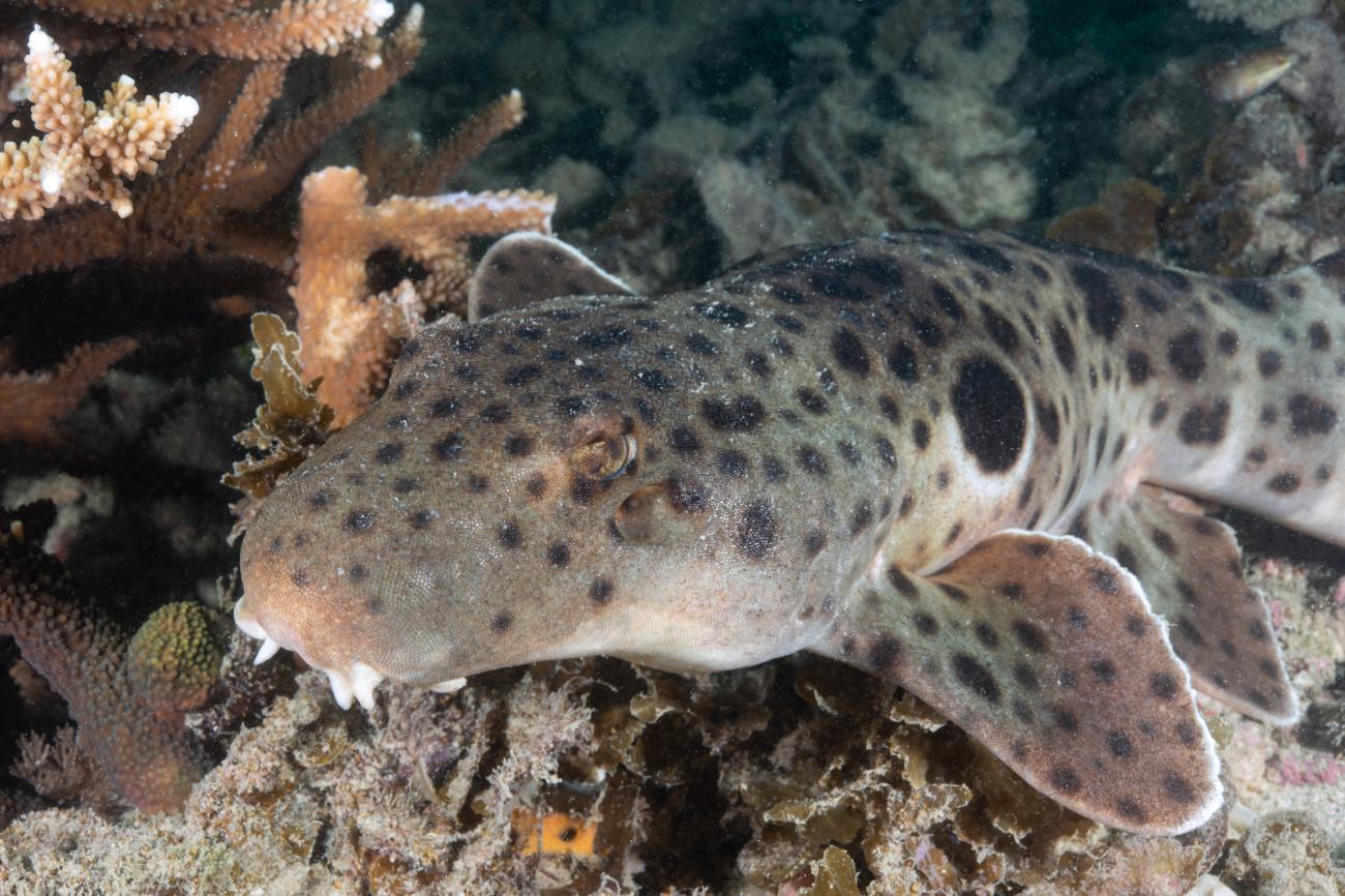 Hemiscyllium ocellatum - Epaulette Shark | ReefLifeSurvey.com
