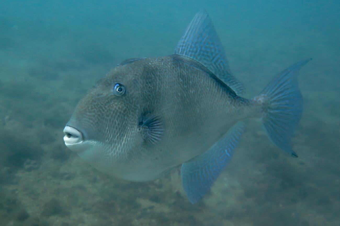 Balistes capriscus - Grey Triggerfish | ReefLifeSurvey.com