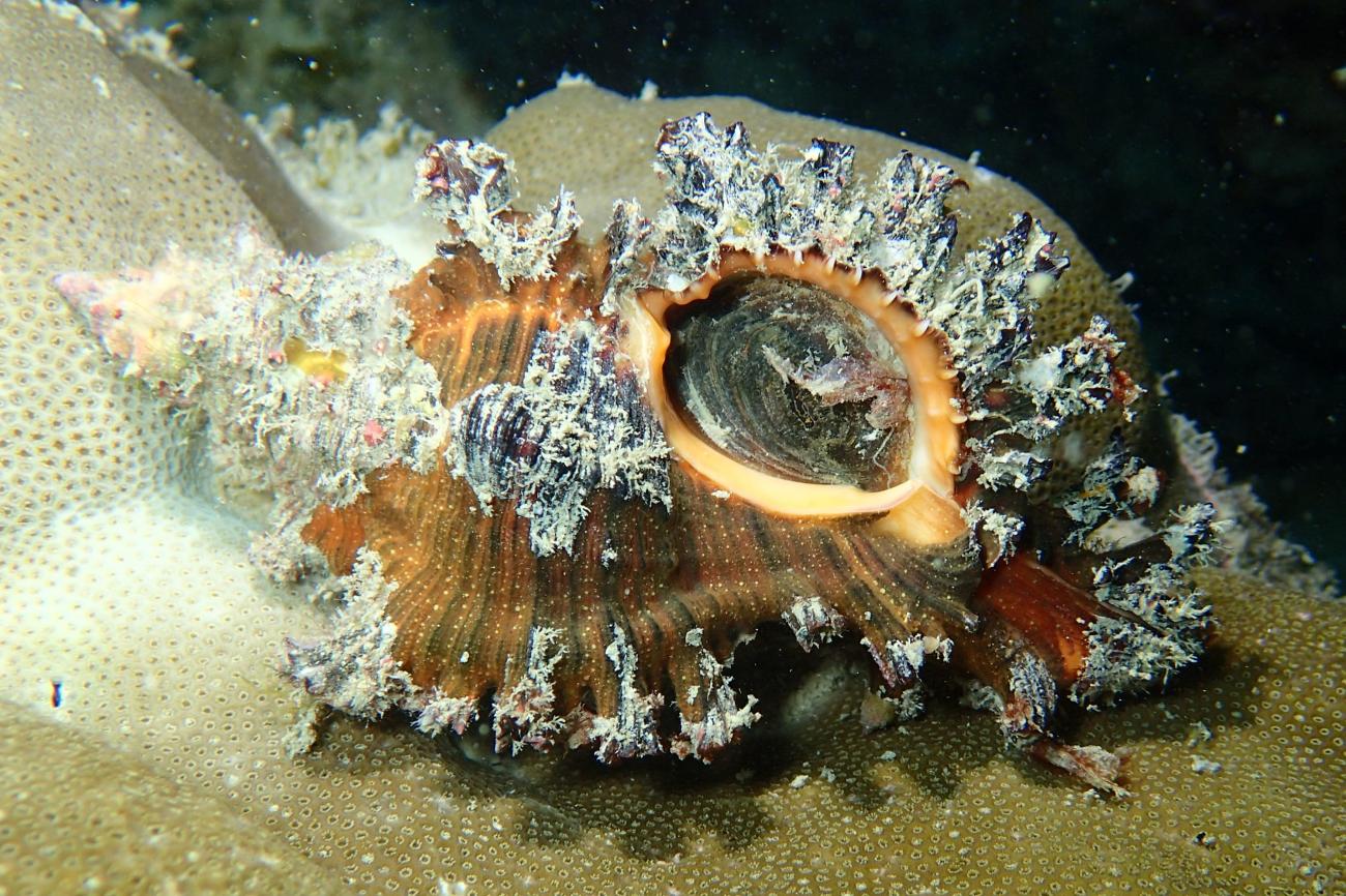Chicoreus brunneus - Adusta Murex | ReefLifeSurvey.com