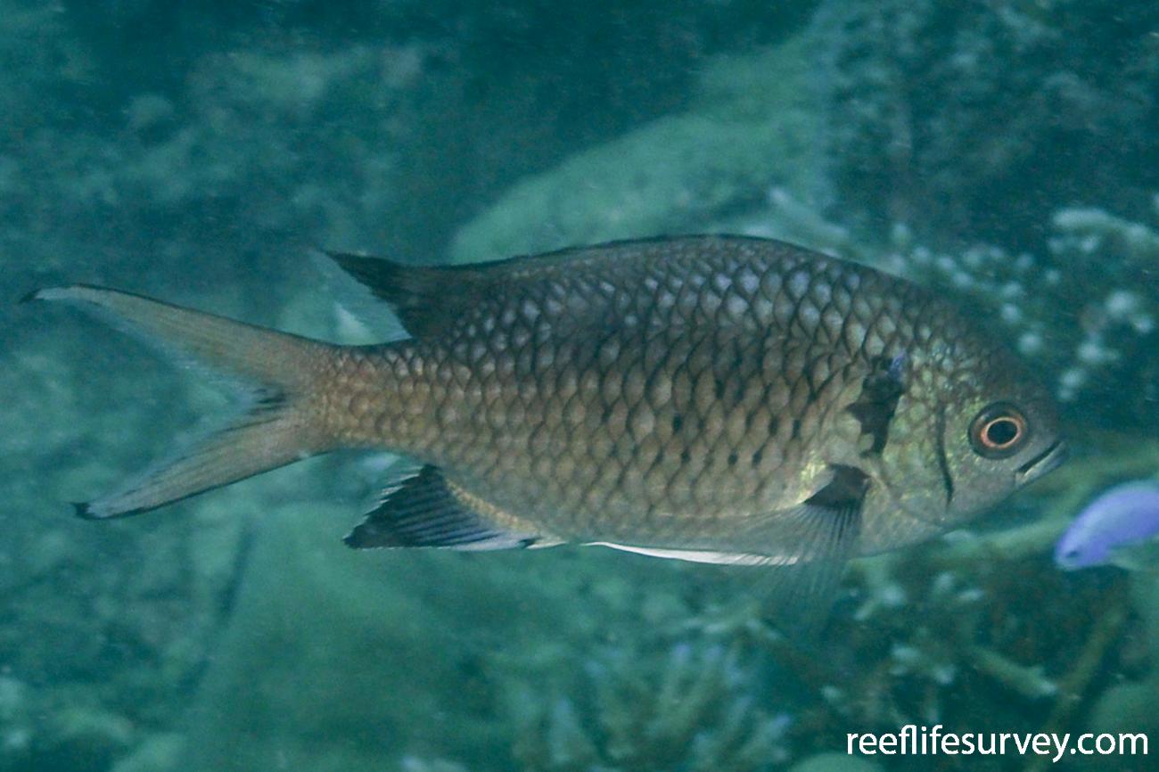 Chromis opercularis - Doublebar Chromis | ReefLifeSurvey.com