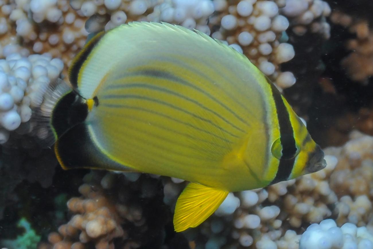 Chaetodon austriacus - Blacktail Butterflyfish | ReefLifeSurvey.com
