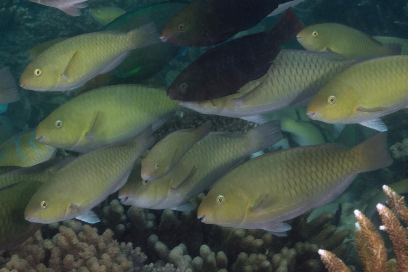Scarus rivulatus - Surf Parrotfish | ReefLifeSurvey.com