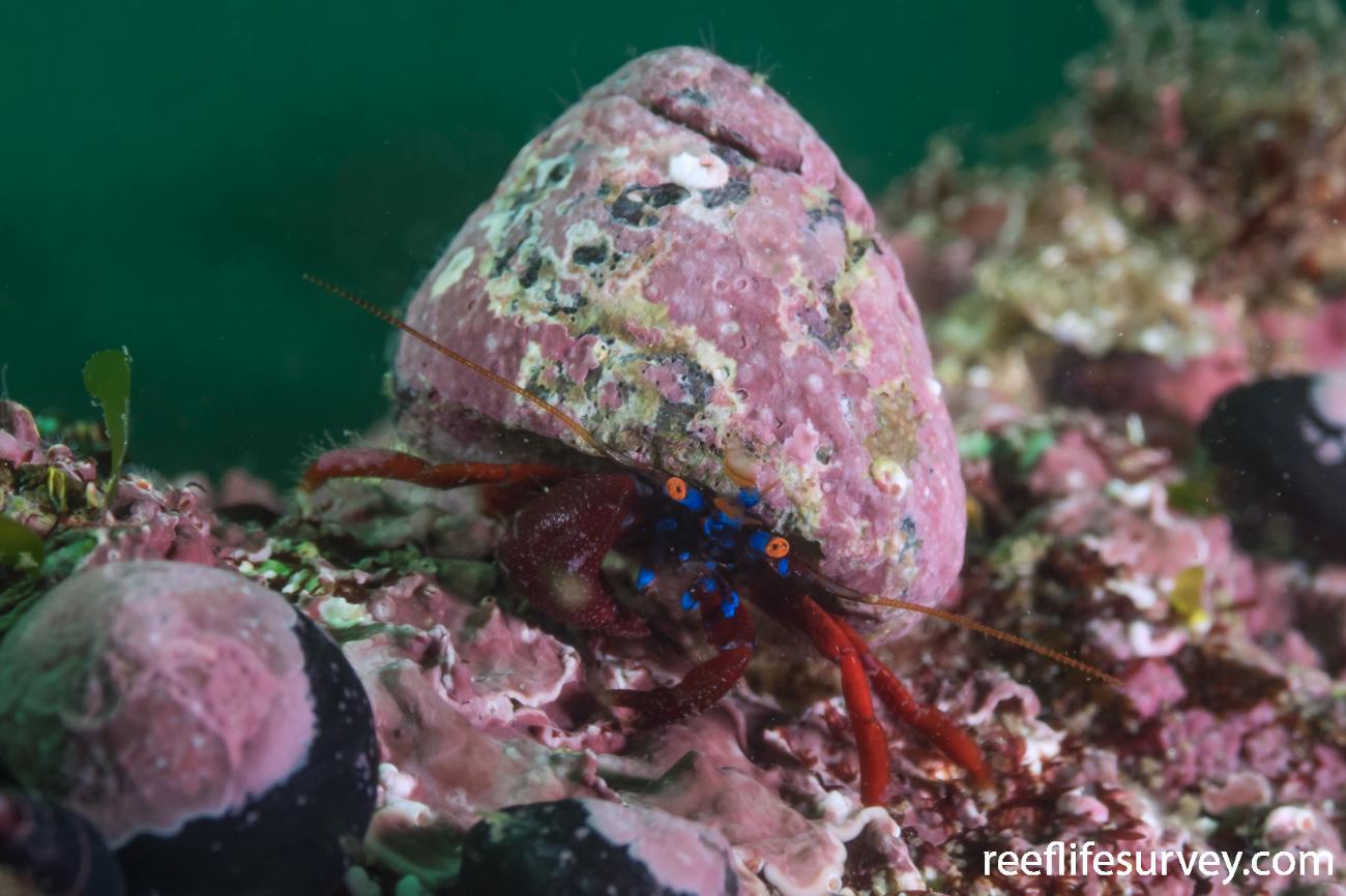 Pagurus edwardsii - | ReefLifeSurvey.com