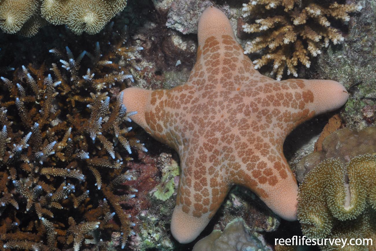 Choriaster granulatus - [a Seastar] | ReefLifeSurvey.com