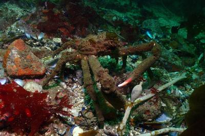 Scyra acutifrons - Sharpnose crab | Reef Life Survey