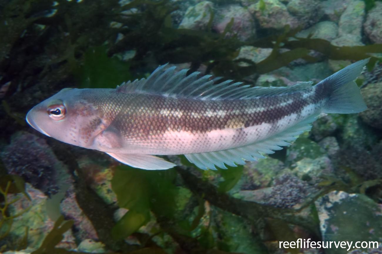 Parapercis colias - Blue Cod | ReefLifeSurvey.com