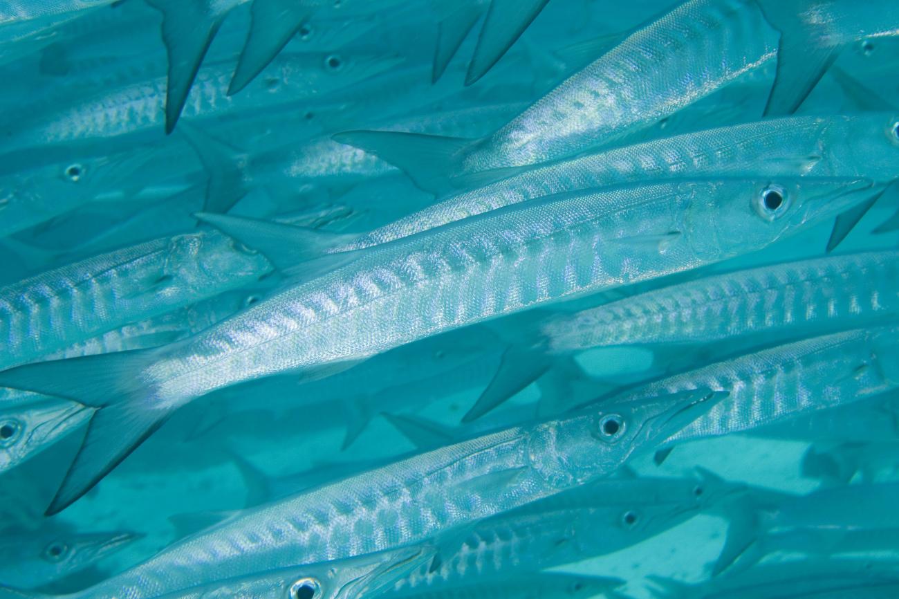 Sphyraena putnamae - Military Barracuda | ReefLifeSurvey.com