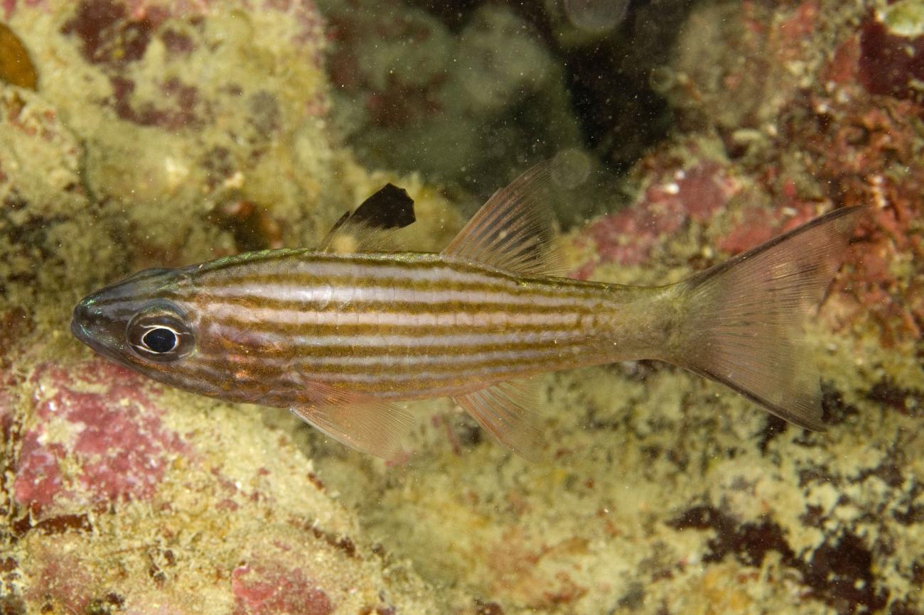 Cheilodipterus alleni - | ReefLifeSurvey.com