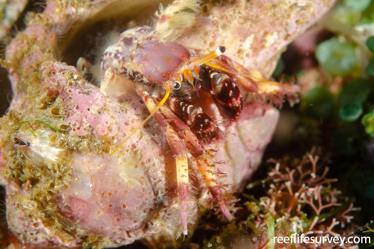 Calcinus spicatus - Hermit Crab | ReefLifeSurvey.com