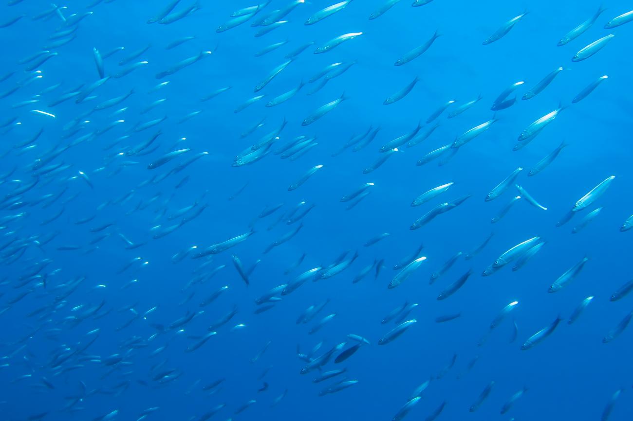 Engraulis encrasicolus - European Anchovy | ReefLifeSurvey.com