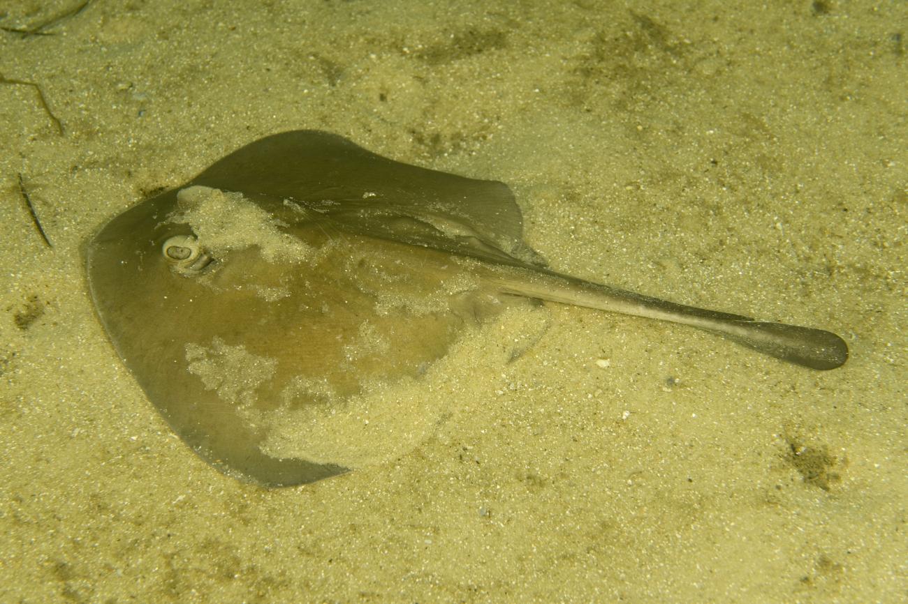 Trygonoptera imitata - Eastern Shovelnose Stingaree | ReefLifeSurvey.com