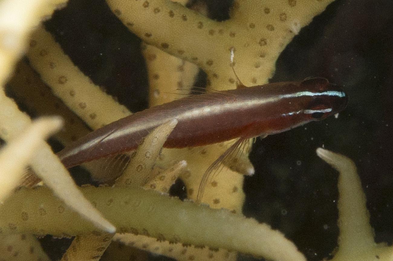 Eviota sp. [cf nigriventris] - | ReefLifeSurvey.com