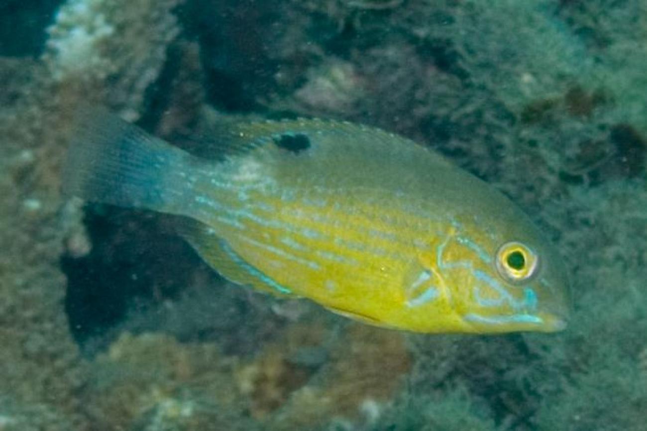 Choerodon monostigma - Dark-spot Tuskfish | ReefLifeSurvey.com