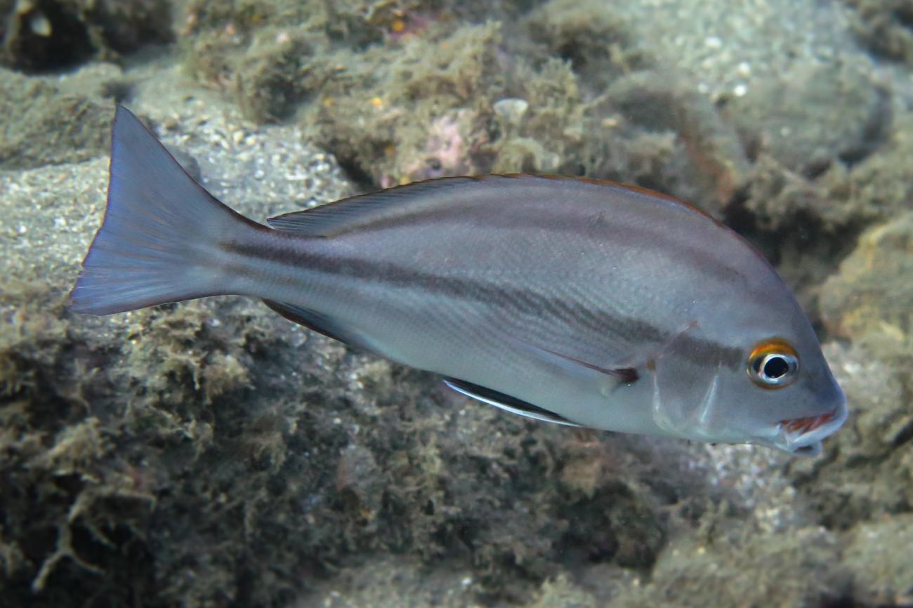 Plectorhinchus mediterraneus - Rubberlip Grunt | ReefLifeSurvey.com