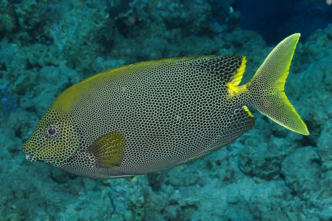 Siganus stellatus - Brown-spotted Spinefoot | ReefLifeSurvey.com