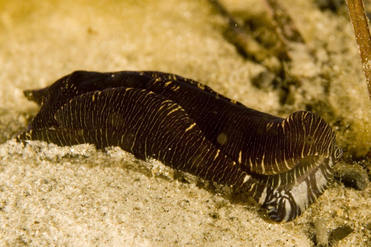Tubulophilinopsis lineolata - | ReefLifeSurvey.com