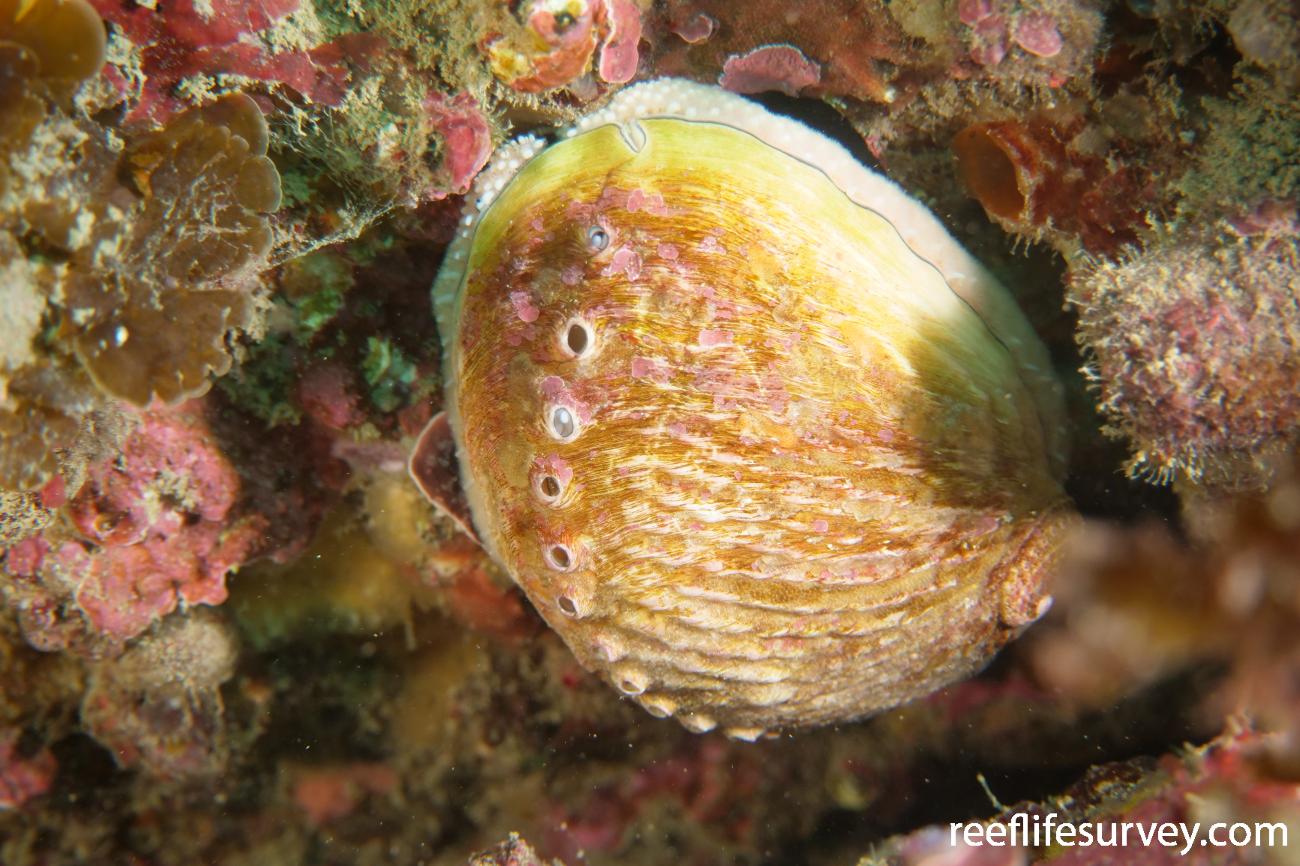 Haliotis australis - [an Abalone] | ReefLifeSurvey.com