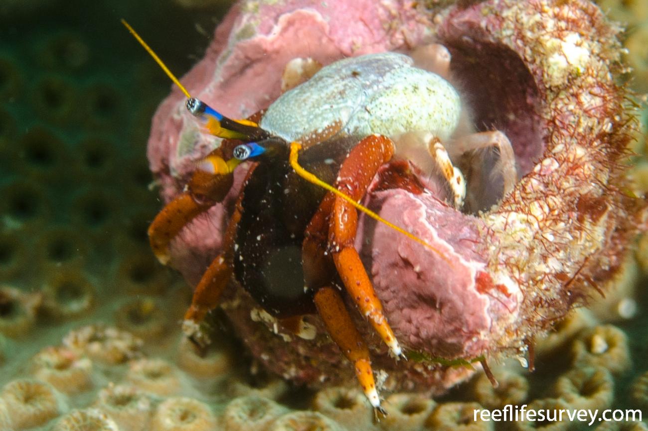 Calcinus morgani - | ReefLifeSurvey.com