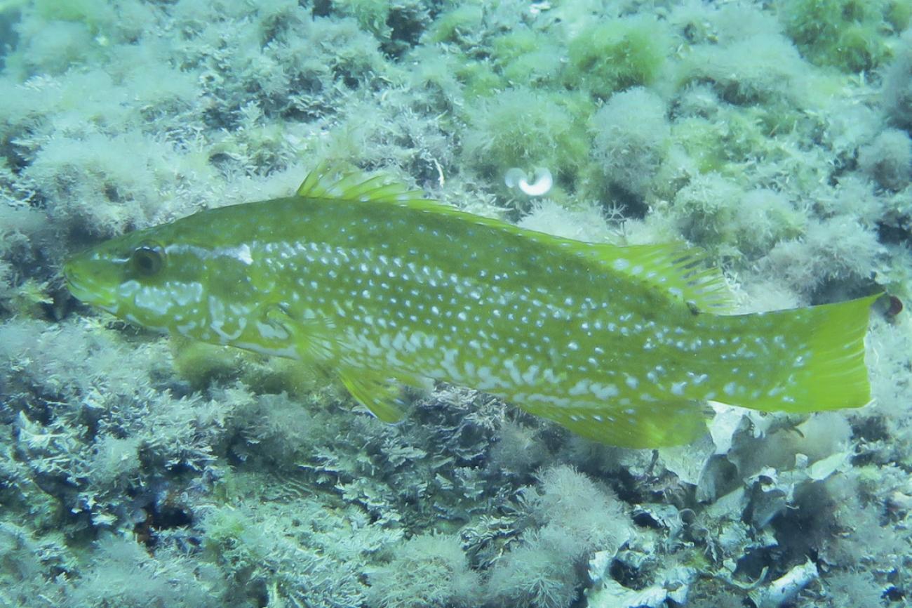 Labrus viridis - Green Wrasse | ReefLifeSurvey.com