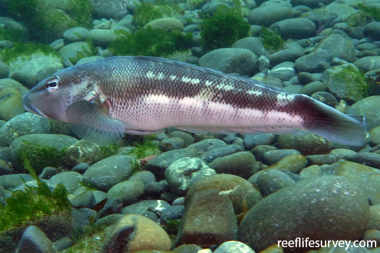 Parapercis colias - Blue Cod | ReefLifeSurvey.com