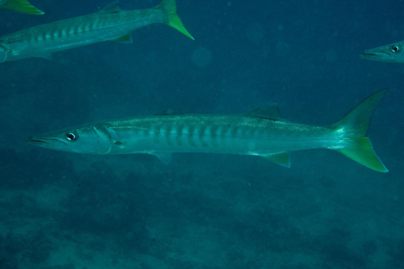 Sphyraena jello - Pickhandle Barracuda | ReefLifeSurvey.com