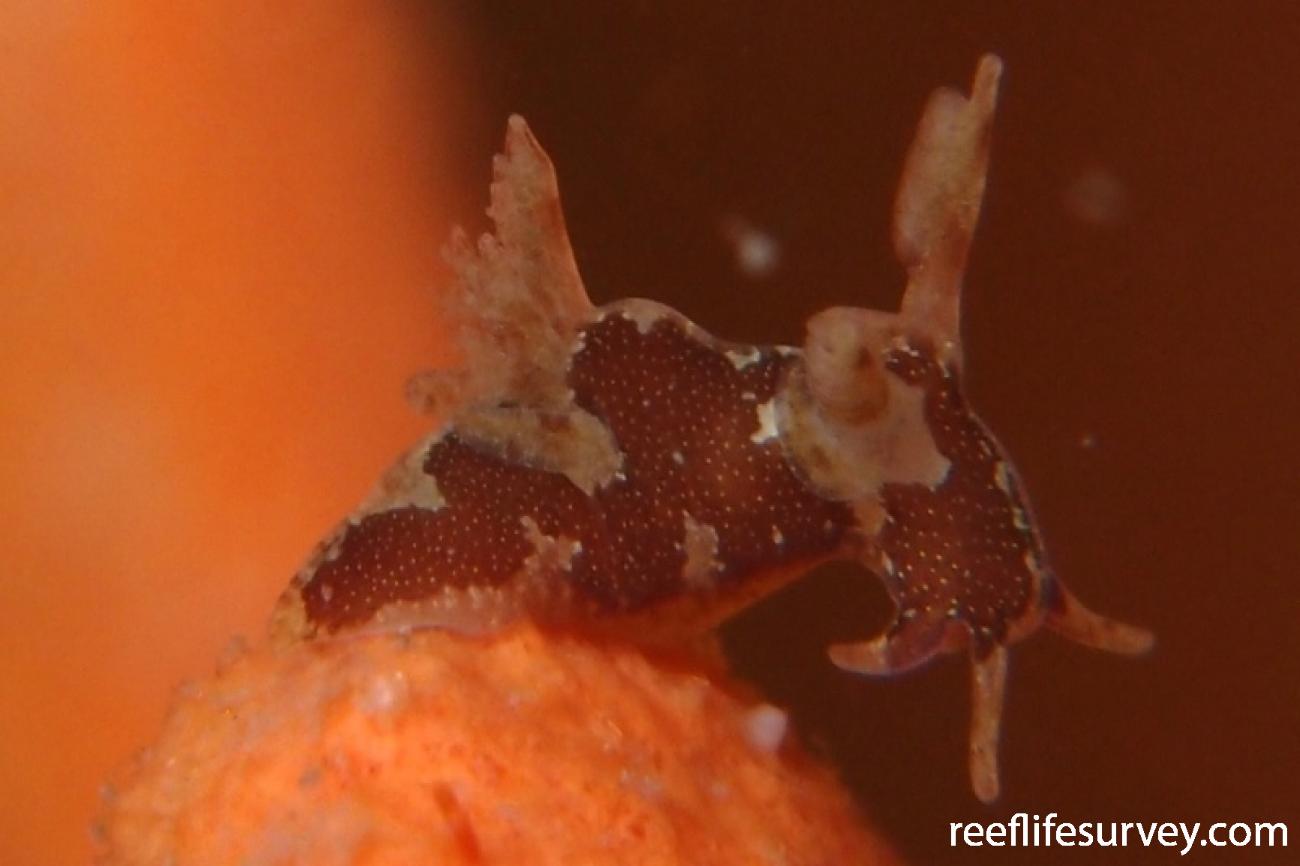 Trapania brunnea - | ReefLifeSurvey.com