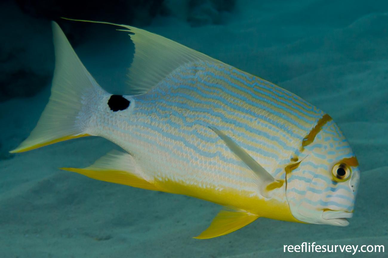 Symphorichthys spilurus - Sailfin Snapper | ReefLifeSurvey.com