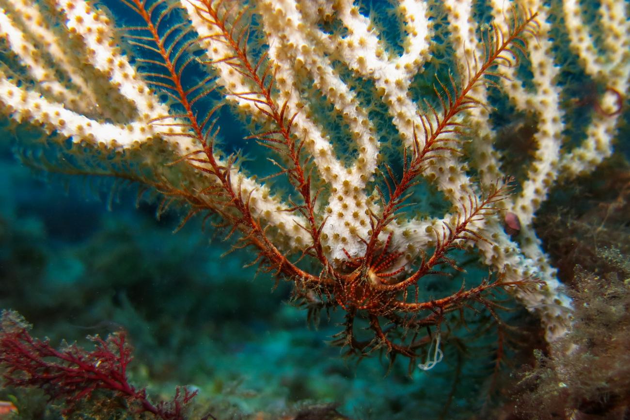 Antedon mediterranea - Mediterranean Feather Star | ReefLifeSurvey.com
