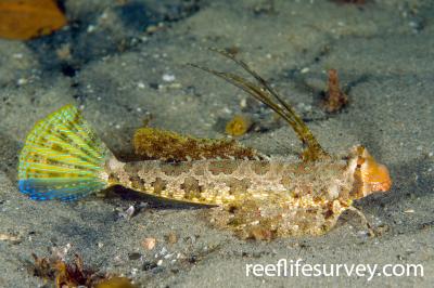 Dactylopus dactylopus - Finger dragonet | Reef Life Survey