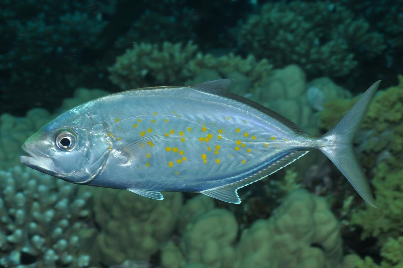 Carangoides bajad - Orangespotted Trevally | ReefLifeSurvey.com